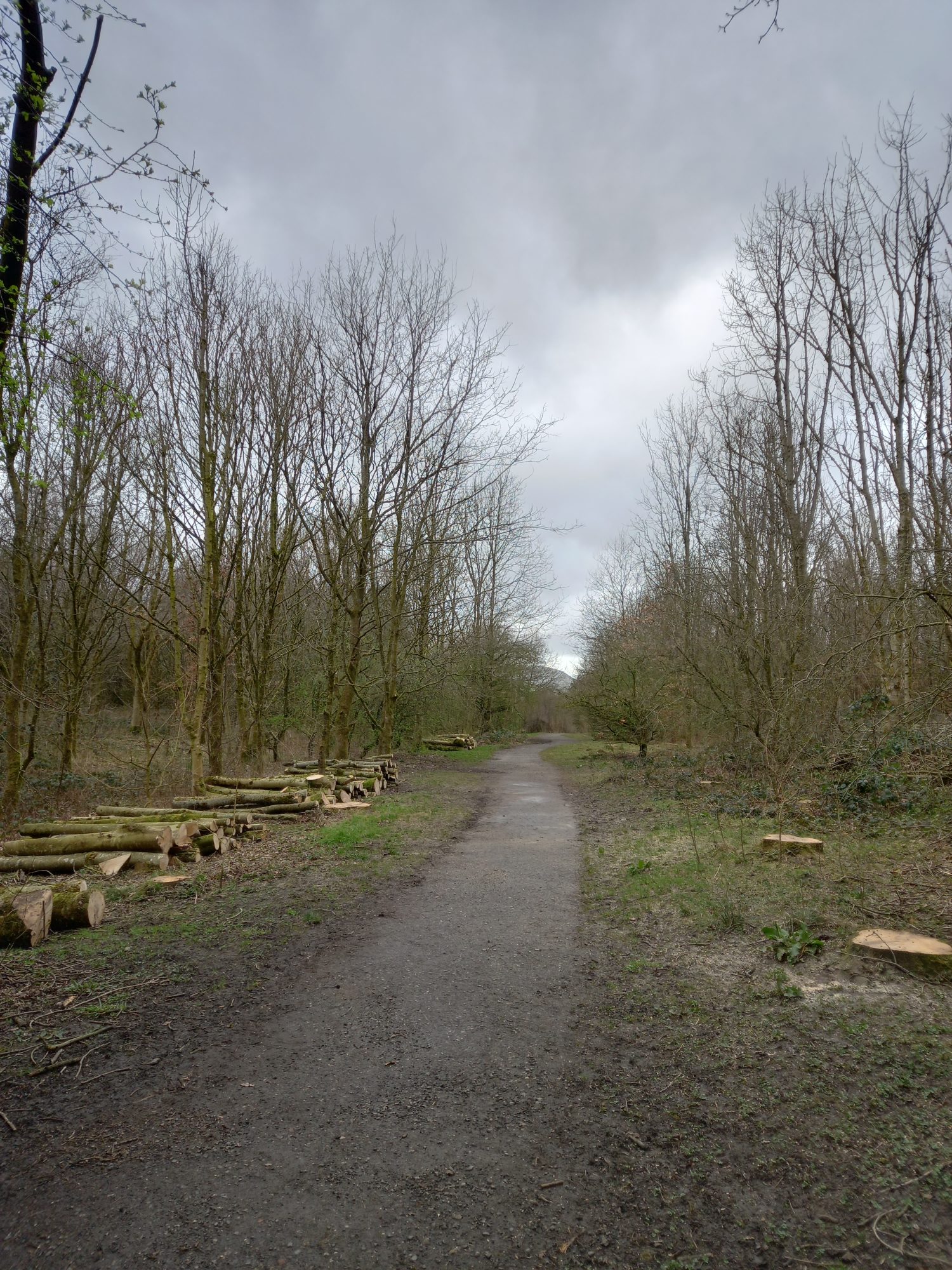 Ash dieback tree felling in Pendle Council parks • CMS Tree Services