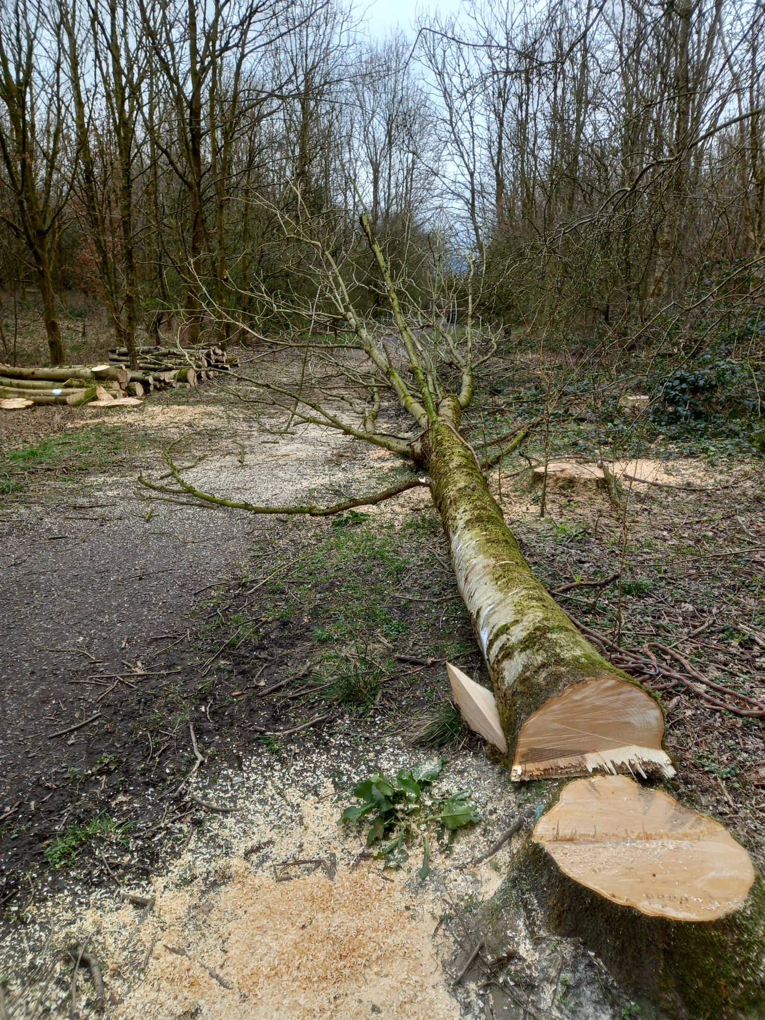 Ash dieback tree felling in Pendle Council parks • CMS Tree Services