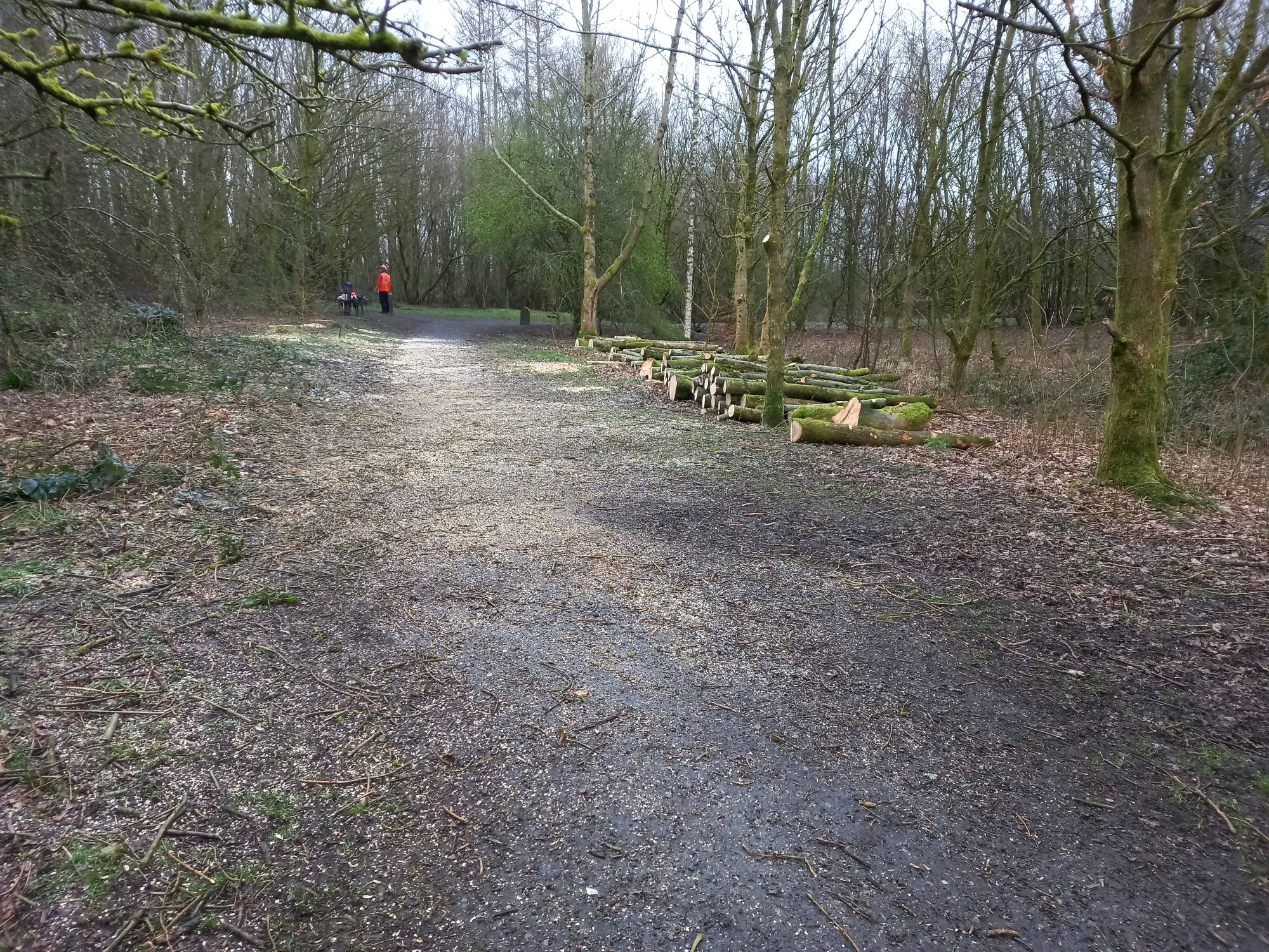 Ash dieback tree felling in Pendle Council parks • CMS Tree Services