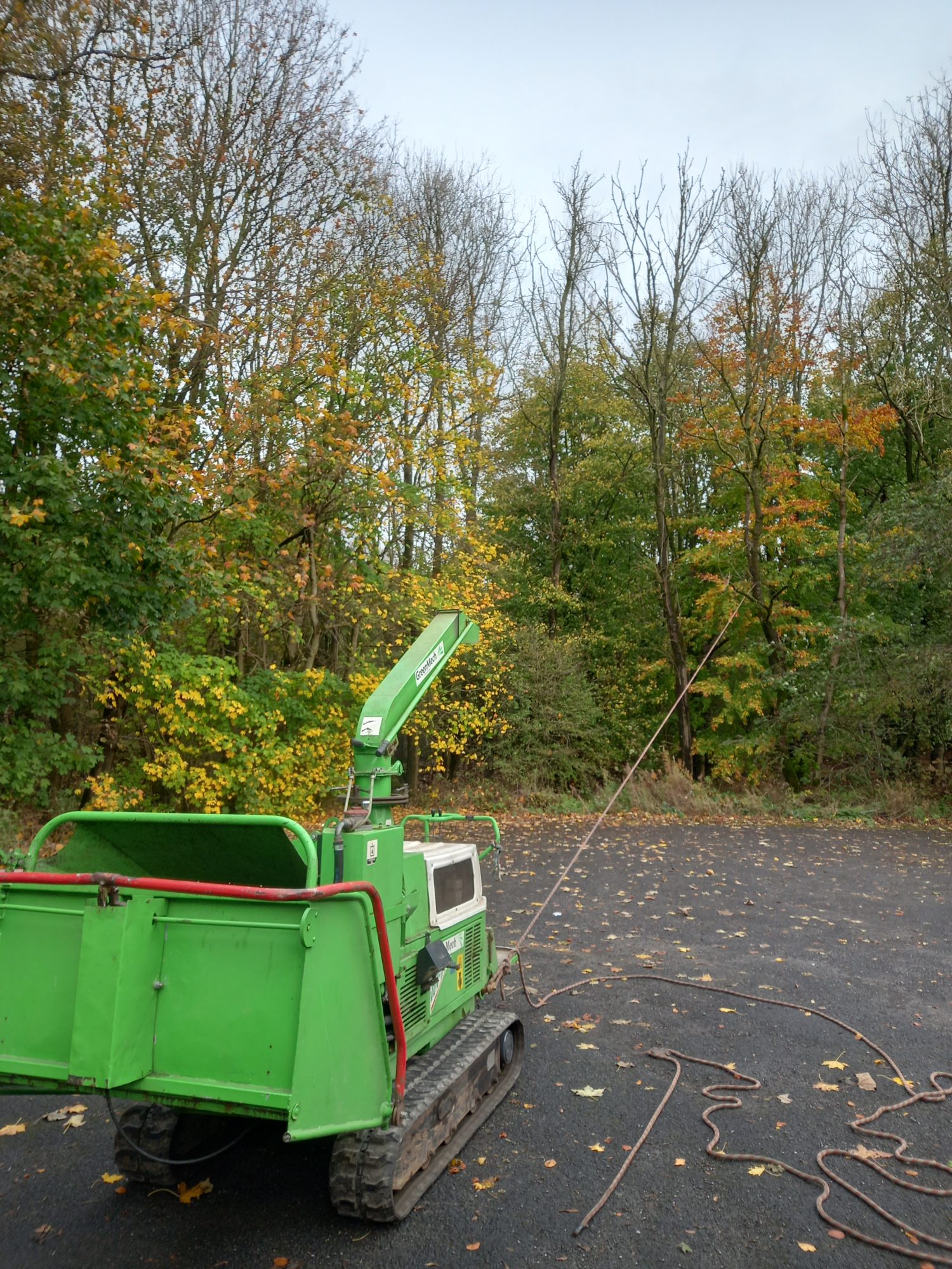 Ash dieback - tree felling in Chatburn • CMS Tree Services