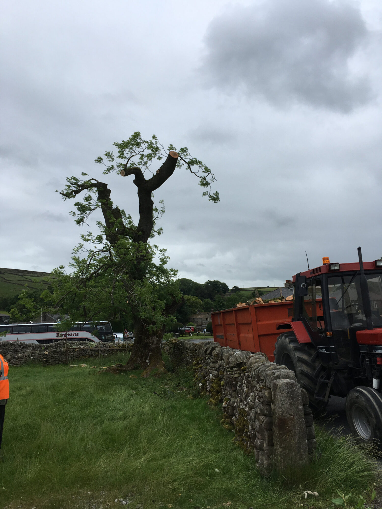 Ash tree reduction in Hebden • CMS Tree Services