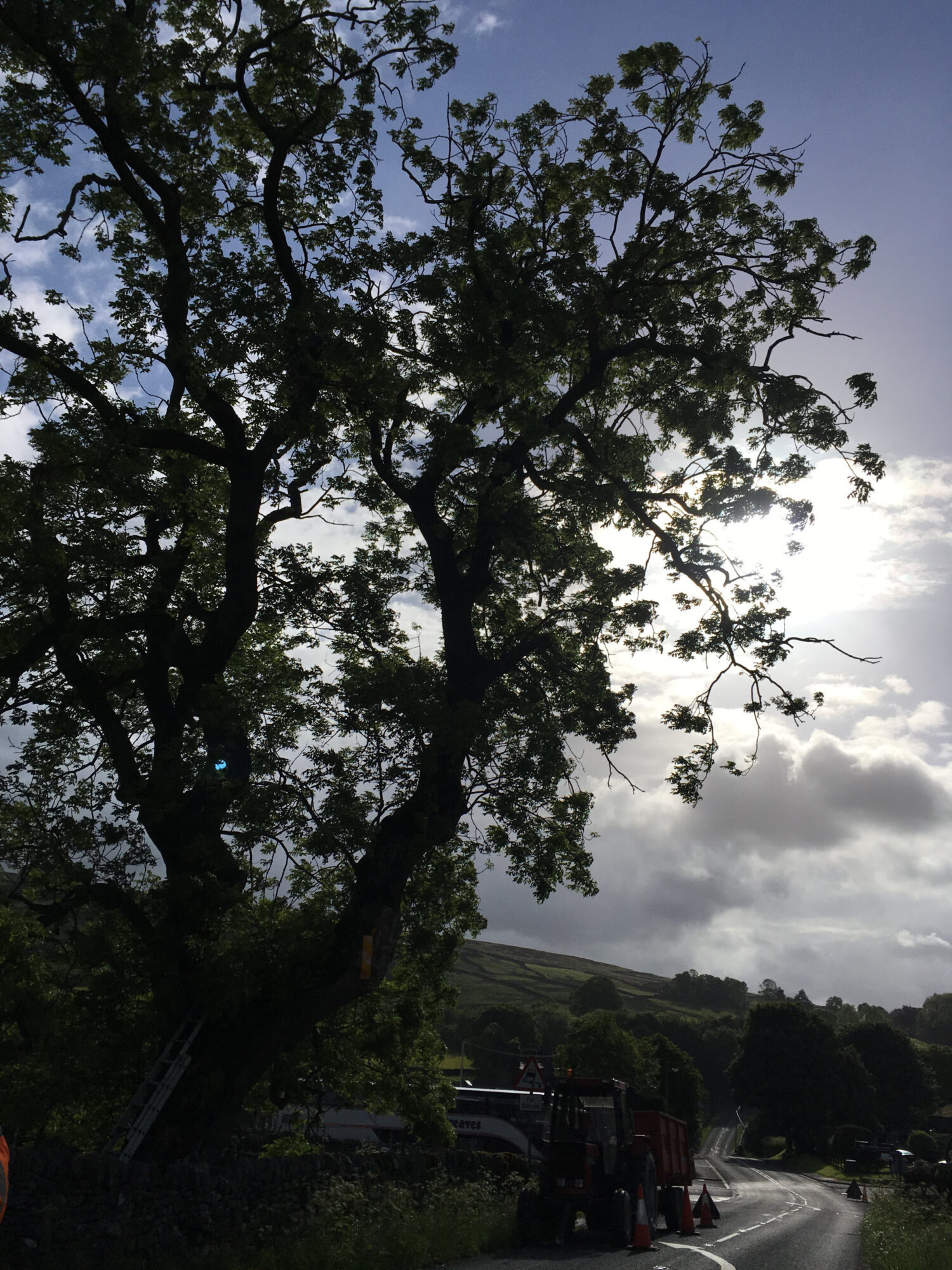Ash tree reduction in Hebden • CMS Tree Services