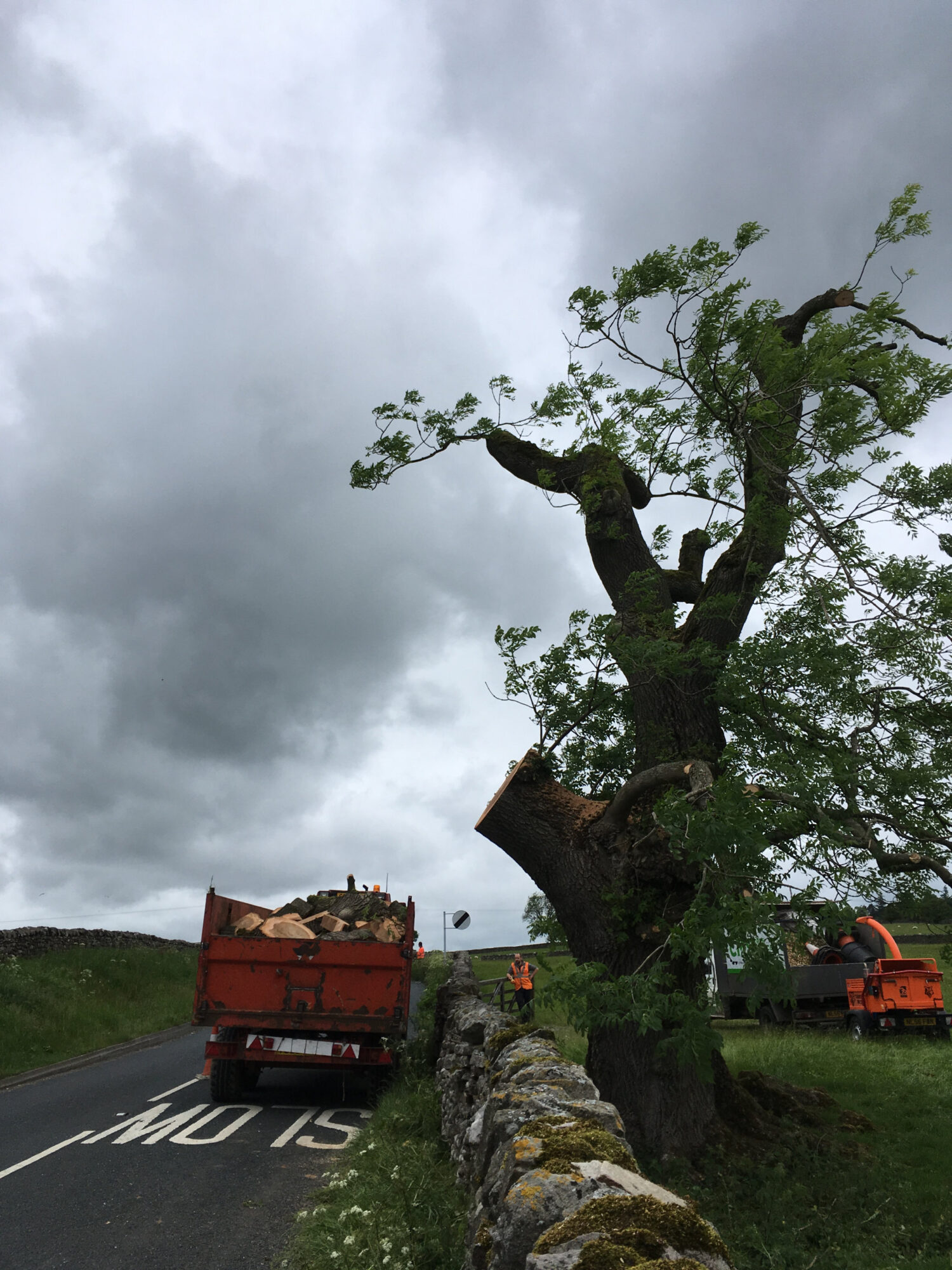 Ash tree reduction in Hebden • CMS Tree Services