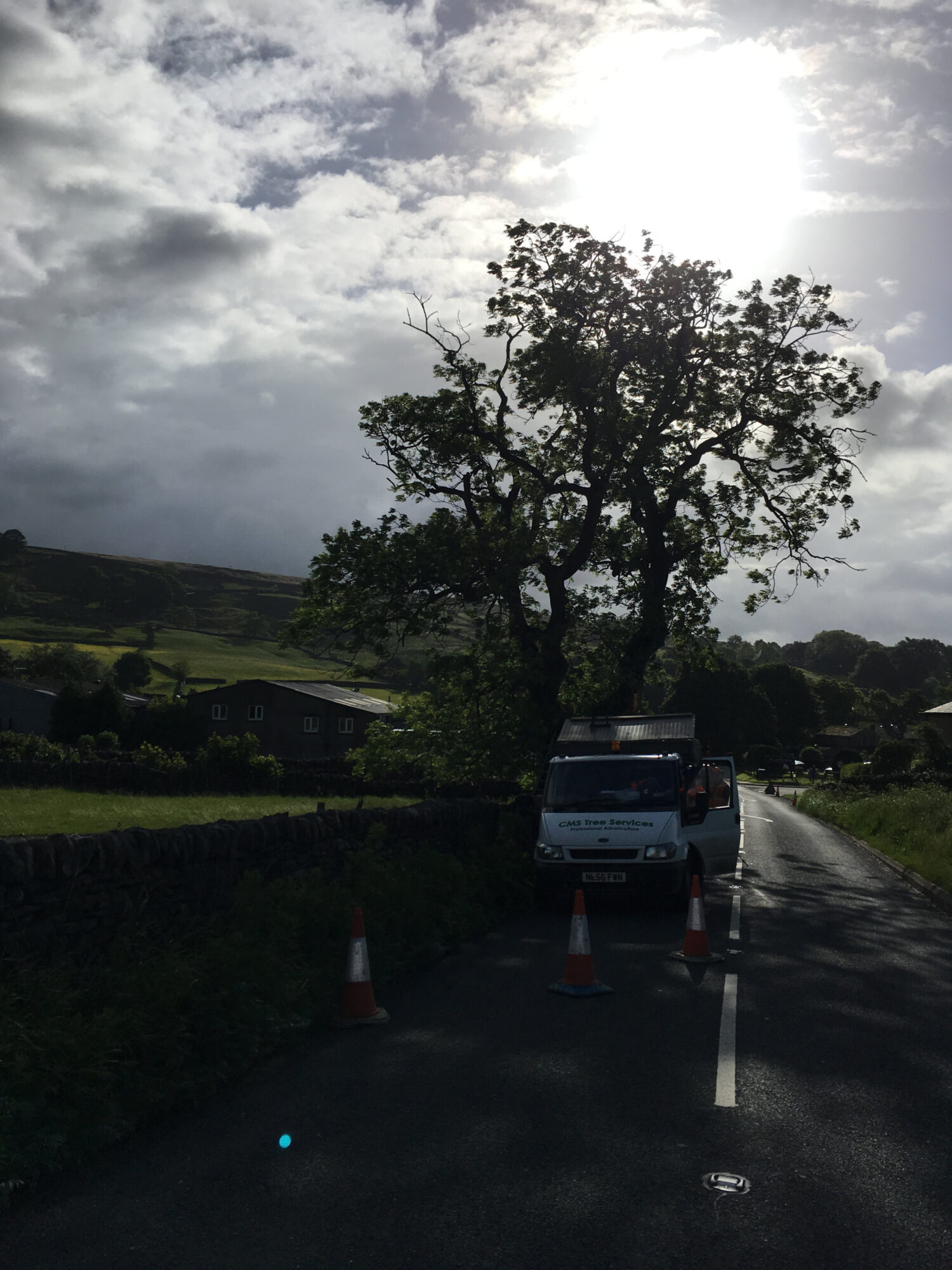 Ash tree reduction in Hebden • CMS Tree Services