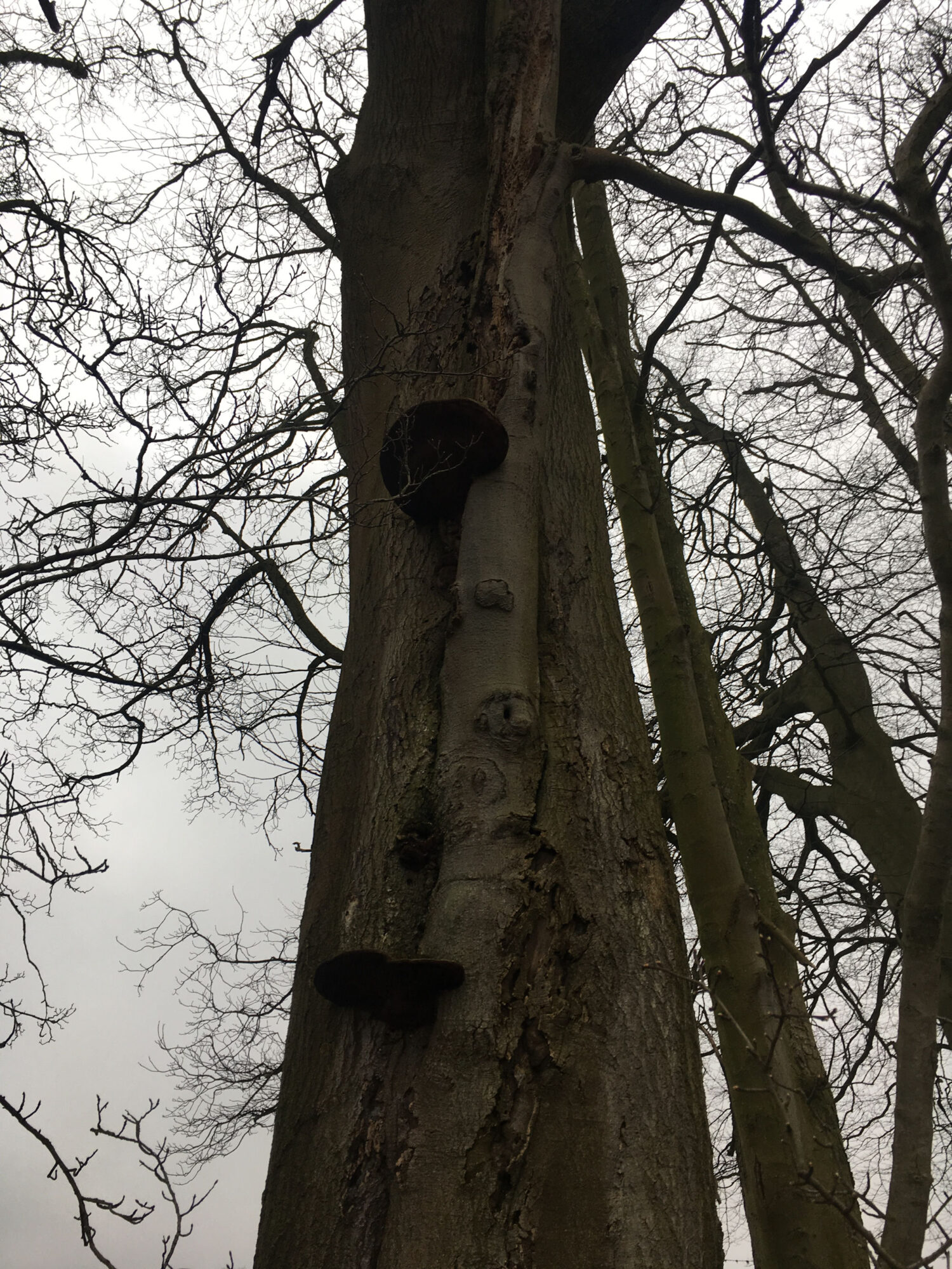 Large beech tree removal • CMS Tree Services