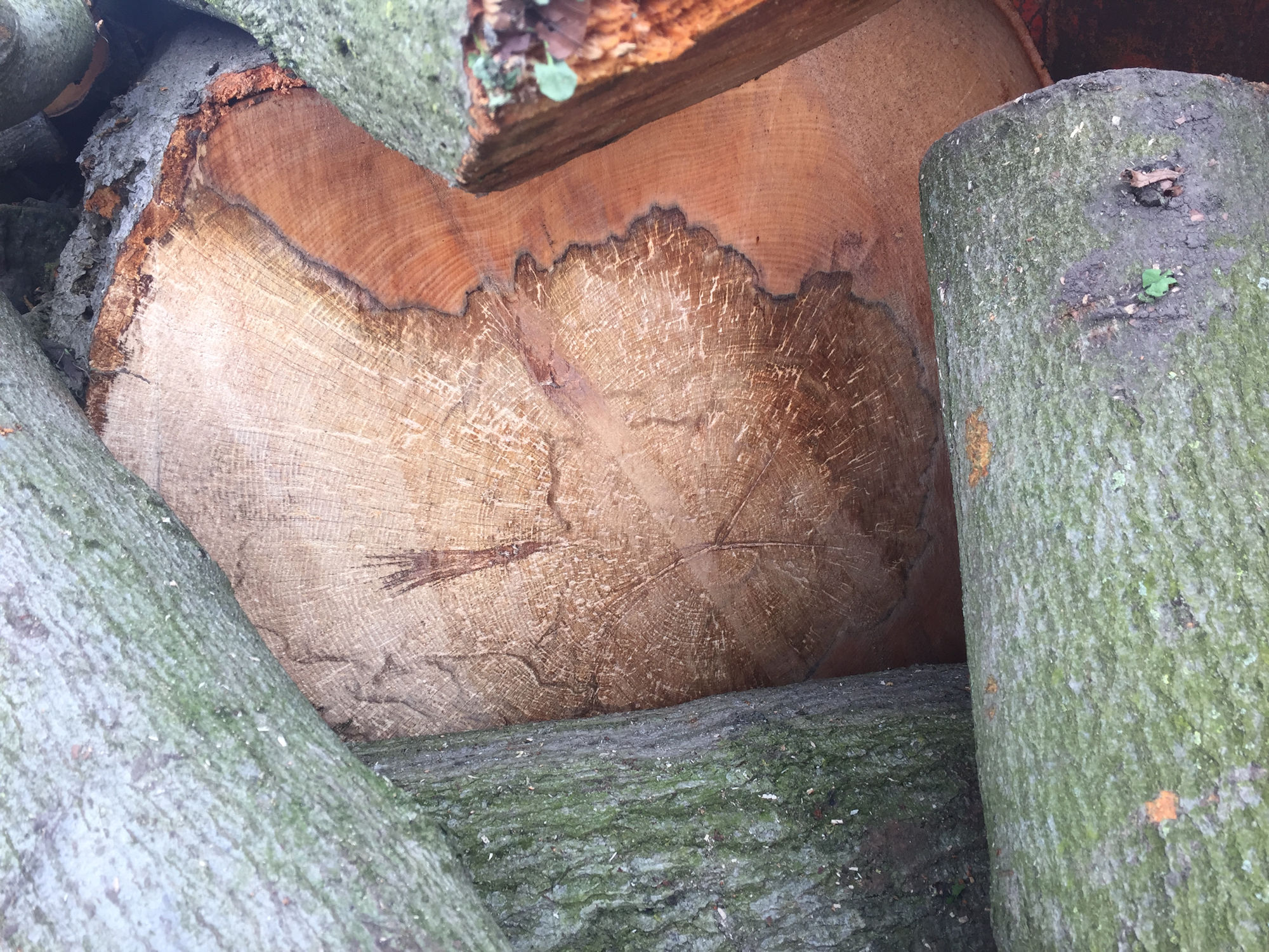 Large beech tree removal • CMS Tree Services