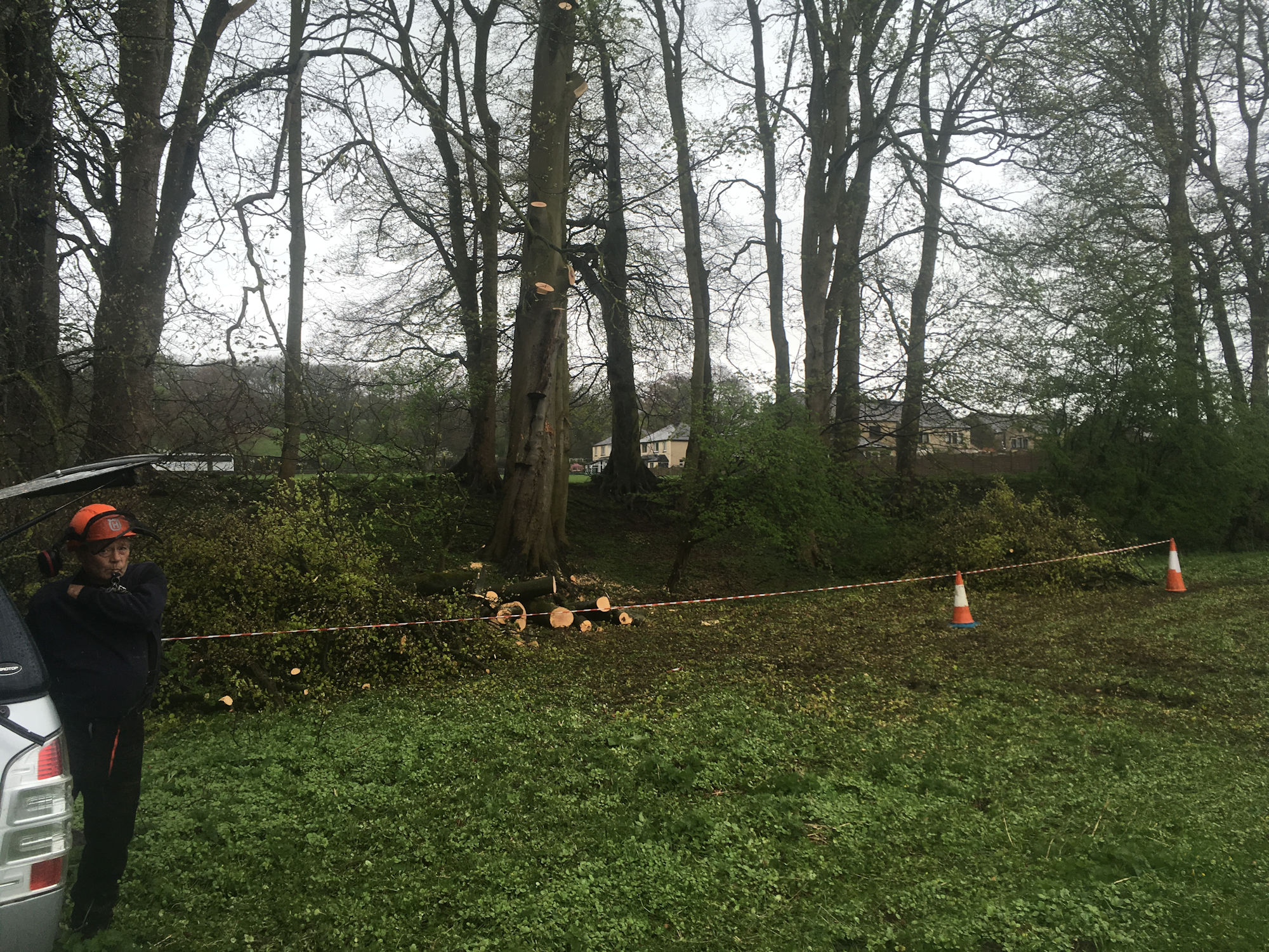 Large beech tree removal • CMS Tree Services
