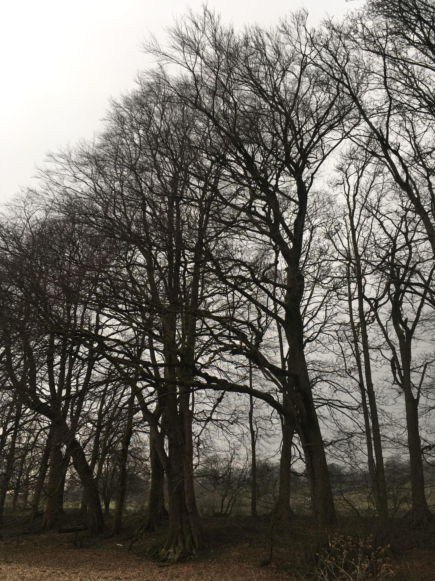 Large beech tree removal • CMS Tree Services