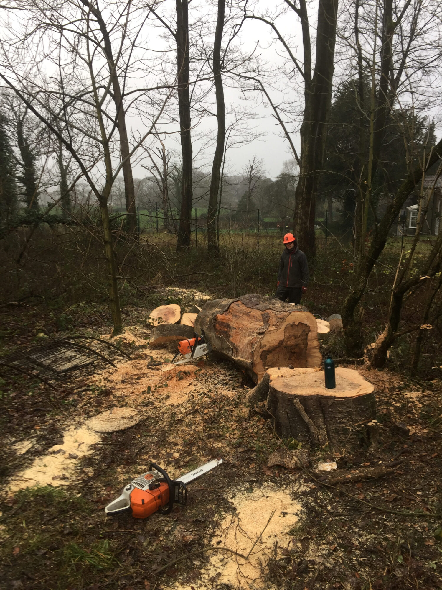 Beech tree removal in Simonstone • CMS Tree Services