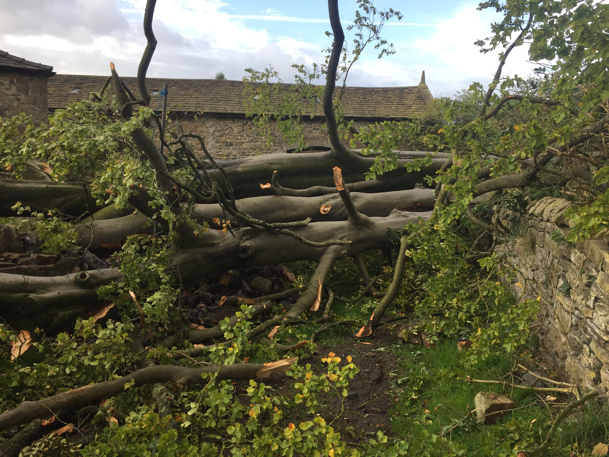 Storm damaged fallen Beech tree removed in Grindleton • CMS Tree Services