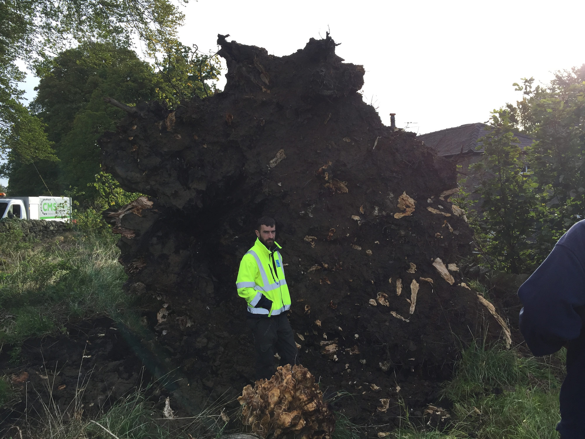 Storm damaged fallen Beech tree removed in Grindleton • CMS Tree Services