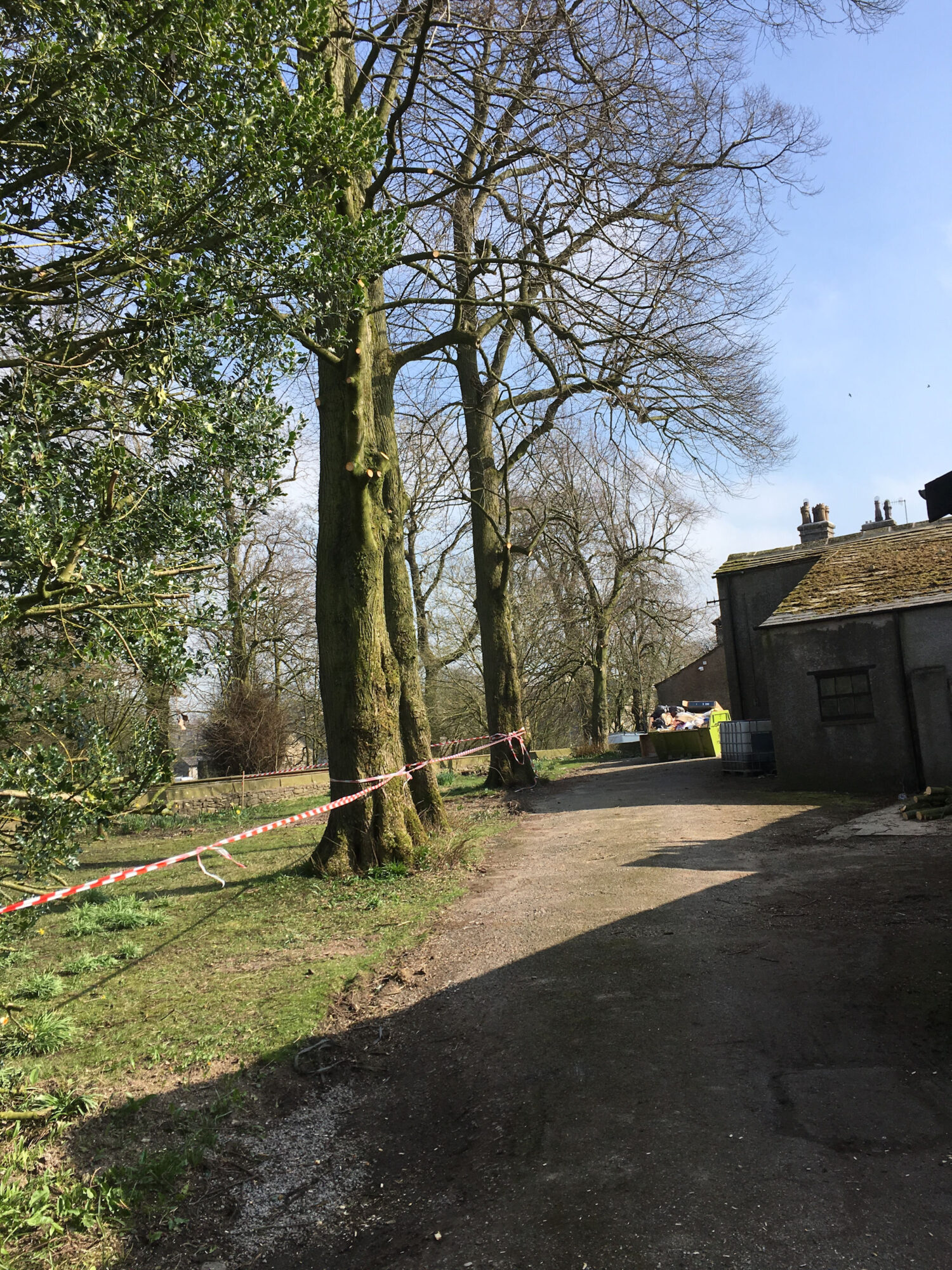 Crown lift in Gisburn • CMS Tree Services