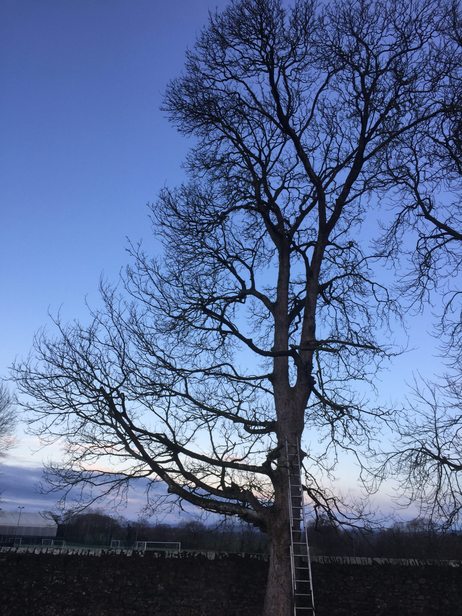 Sycamore removal in Clitheroe • CMS Tree Services