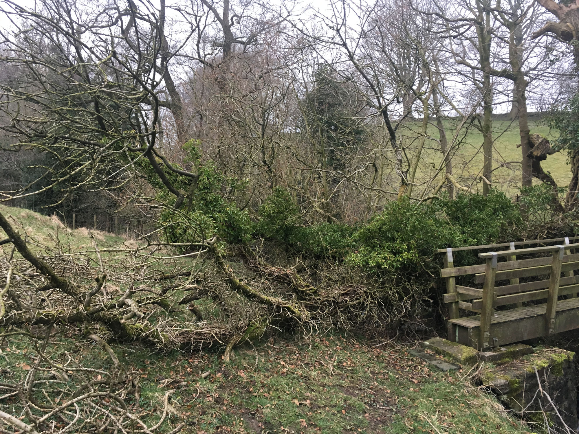 Fallen bough in Grindleton • CMS Tree Services