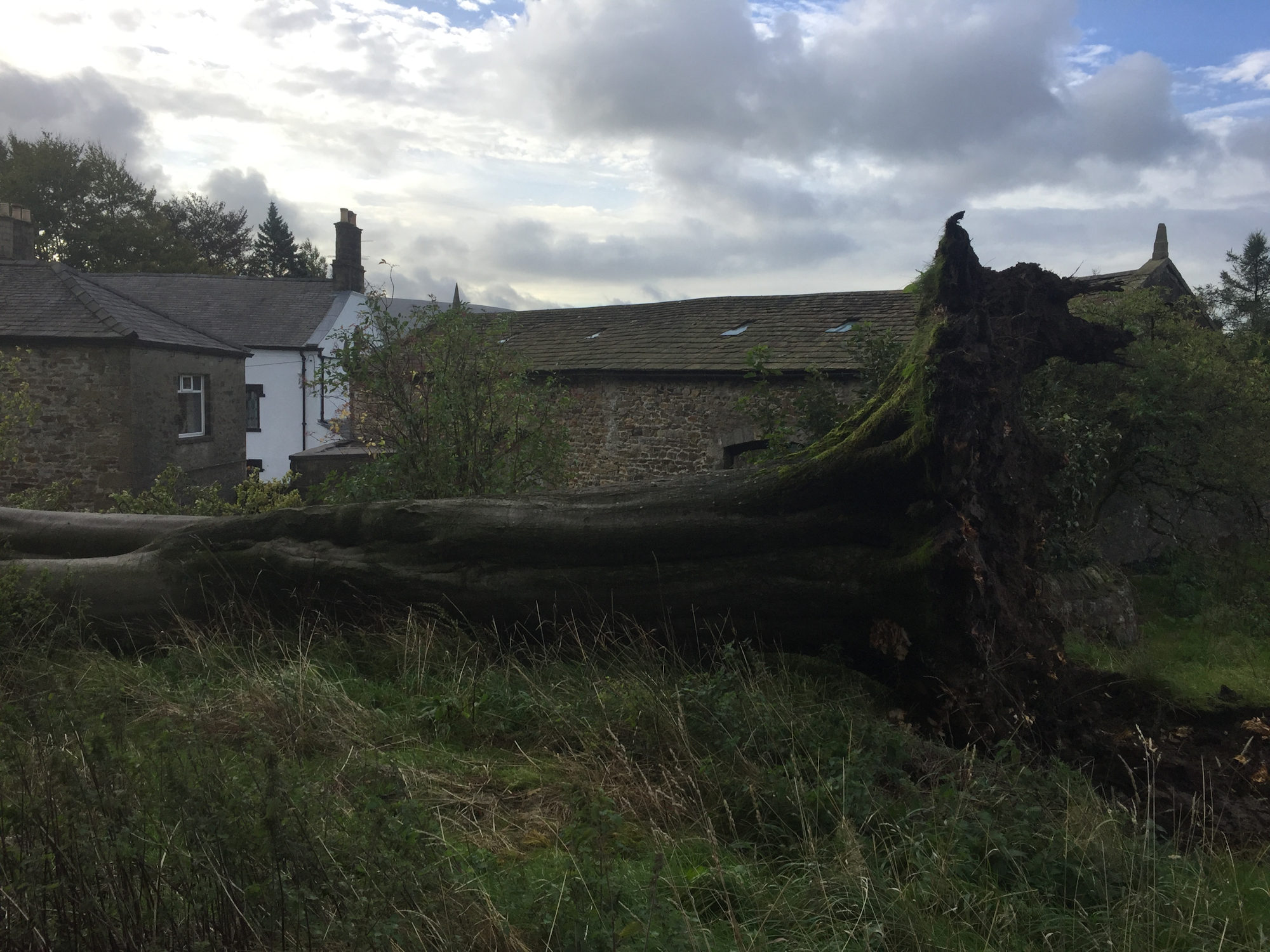 Storm damaged fallen Beech tree removed in Grindleton • CMS Tree Services