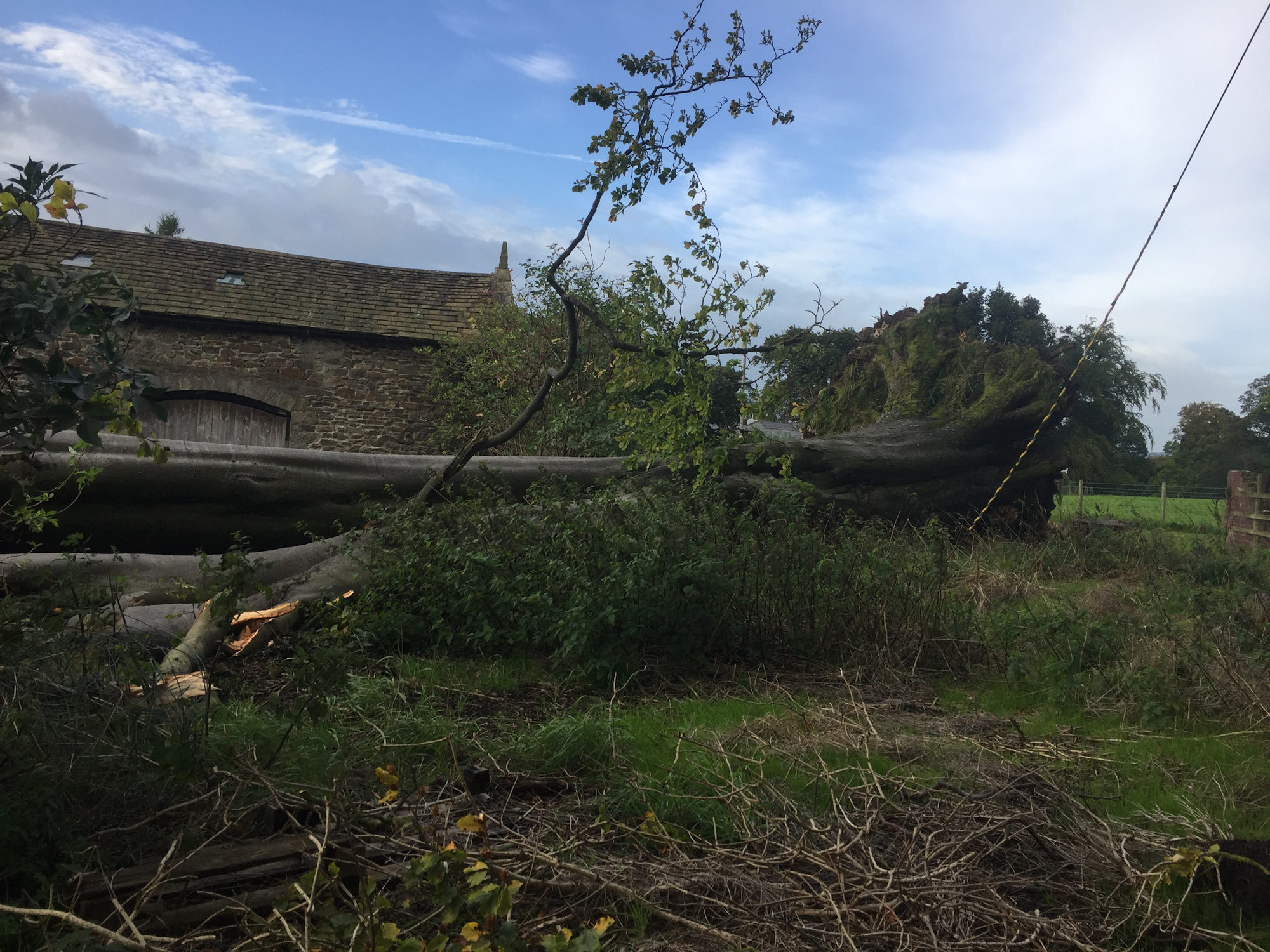 Storm damaged fallen Beech tree removed in Grindleton • CMS Tree Services