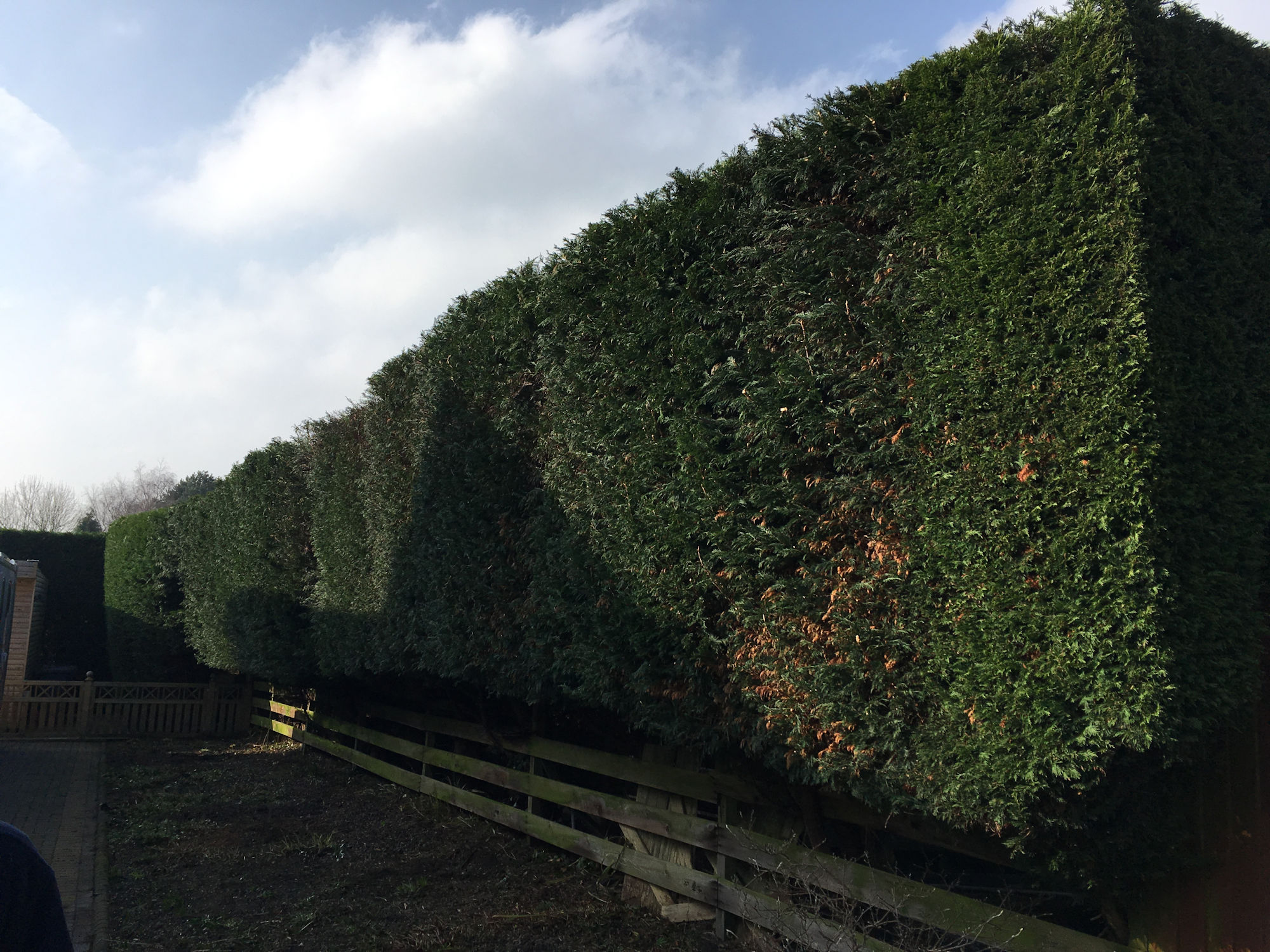Large hedge reduction and trim in Colne • CMS Tree Services