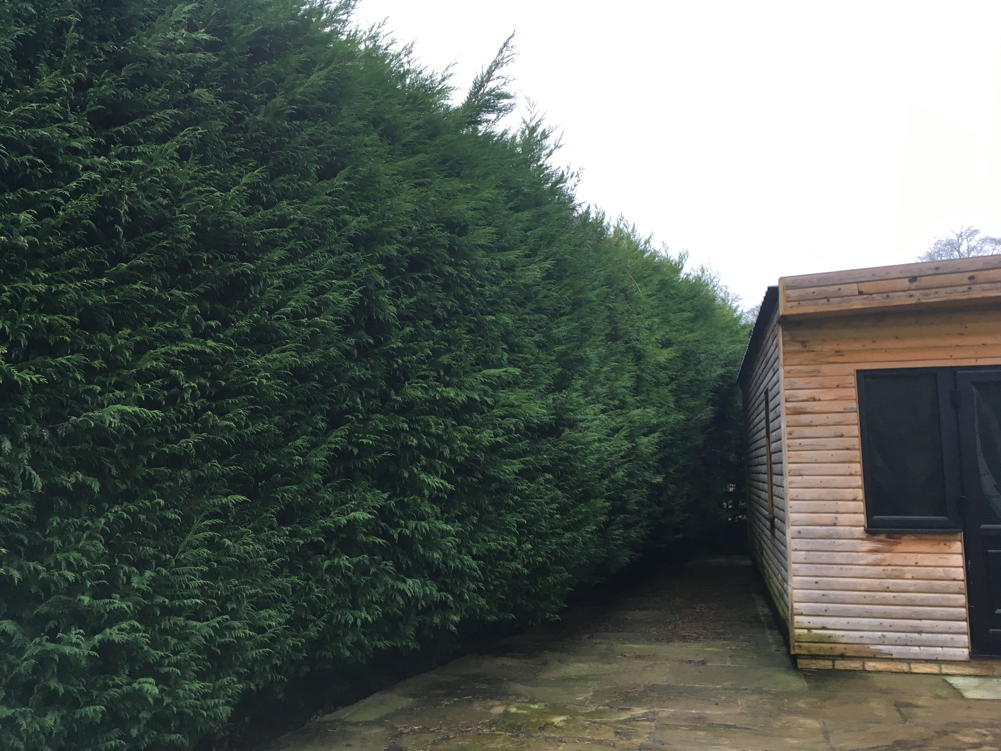 Large hedge reduction and trim in Colne • CMS Tree Services