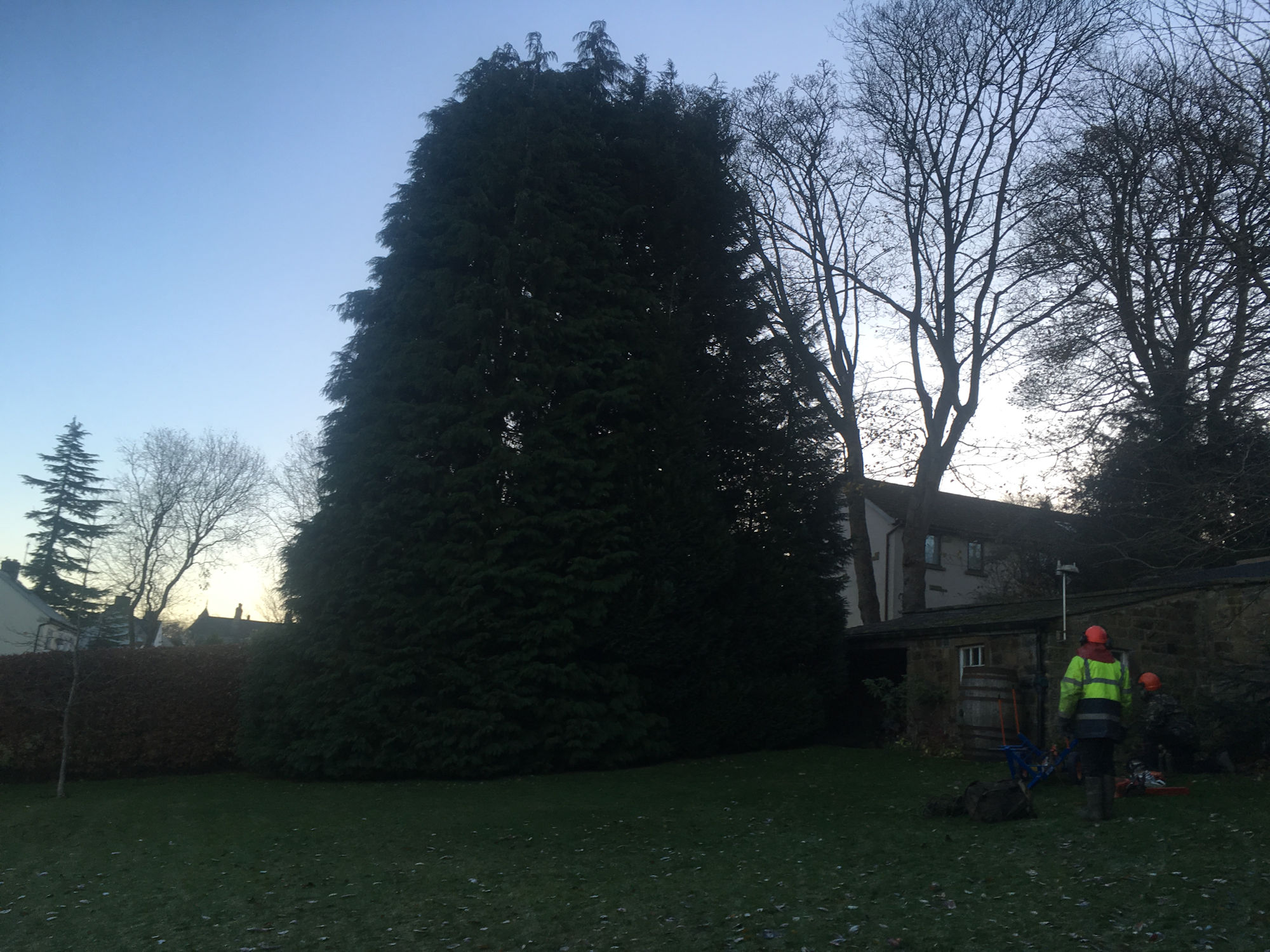 Large conifer removal and stump grinding in Wharfedale • CMS Tree Services