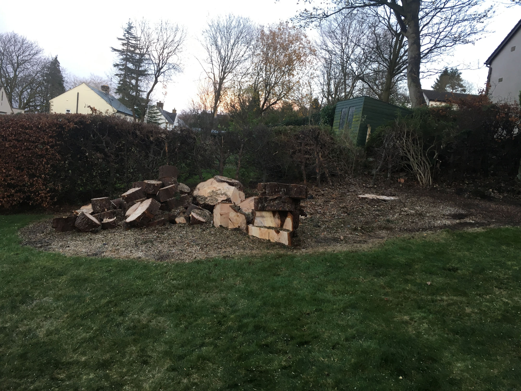 Large conifer removal and stump grinding in Wharfedale • CMS Tree Services
