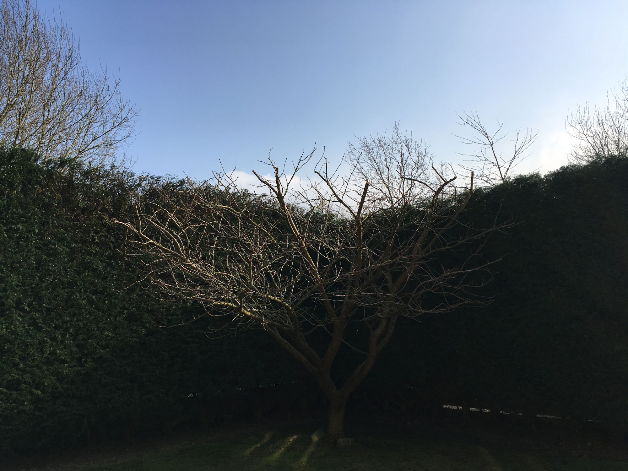 Large hedge reduction and trim in Colne • CMS Tree Services