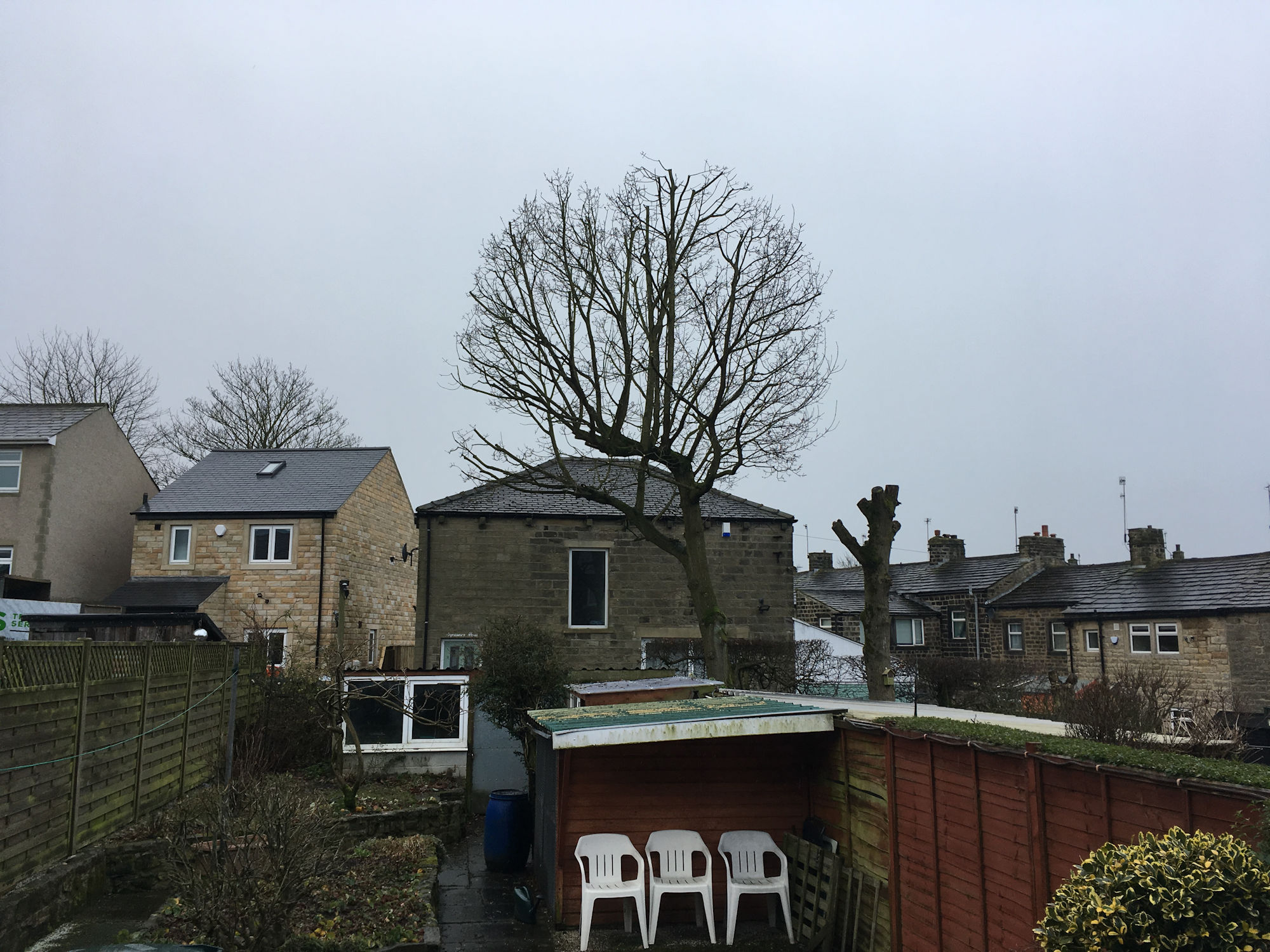 Oak tree reduction • CMS Tree Services