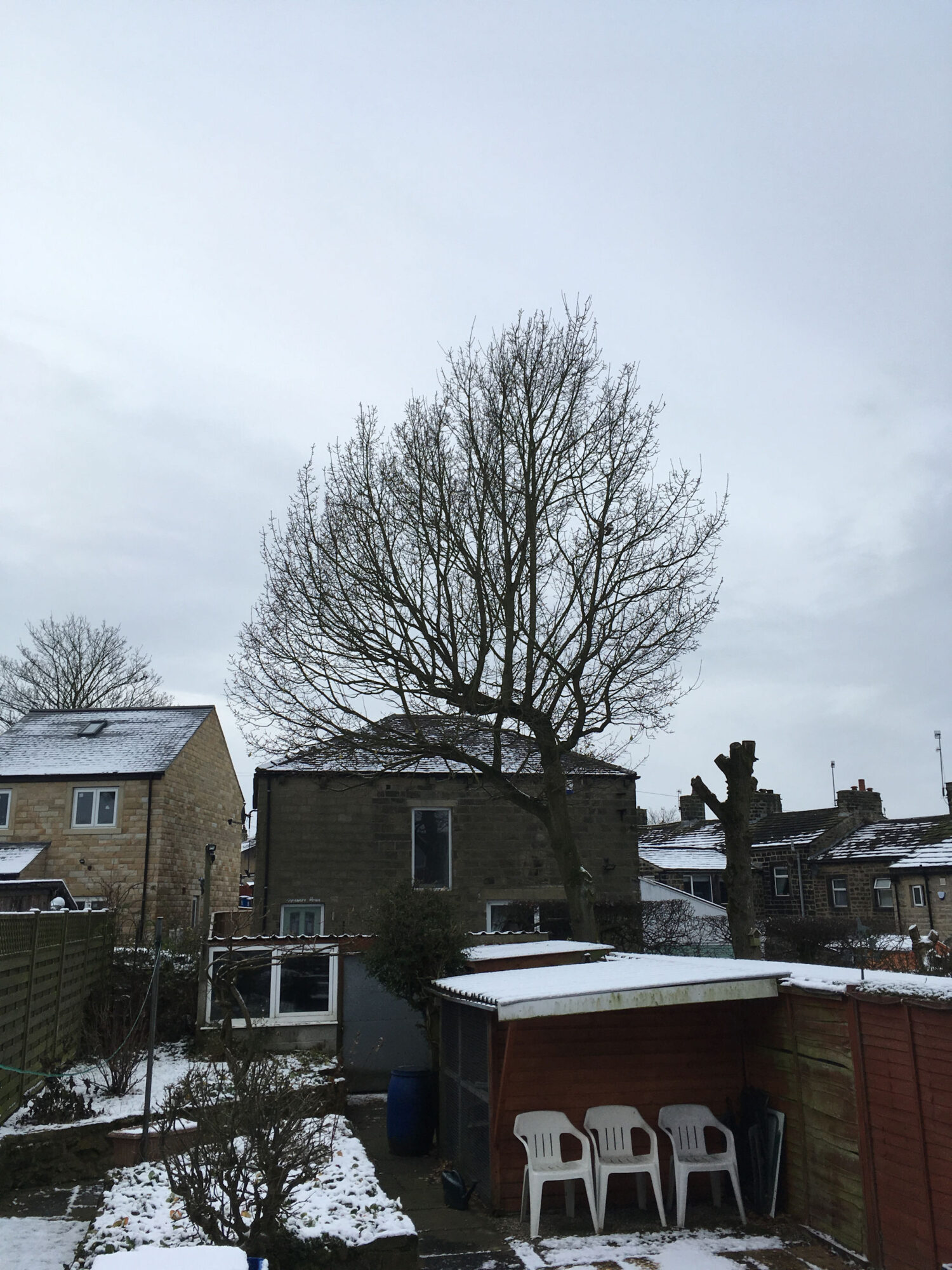 Oak tree reduction • CMS Tree Services