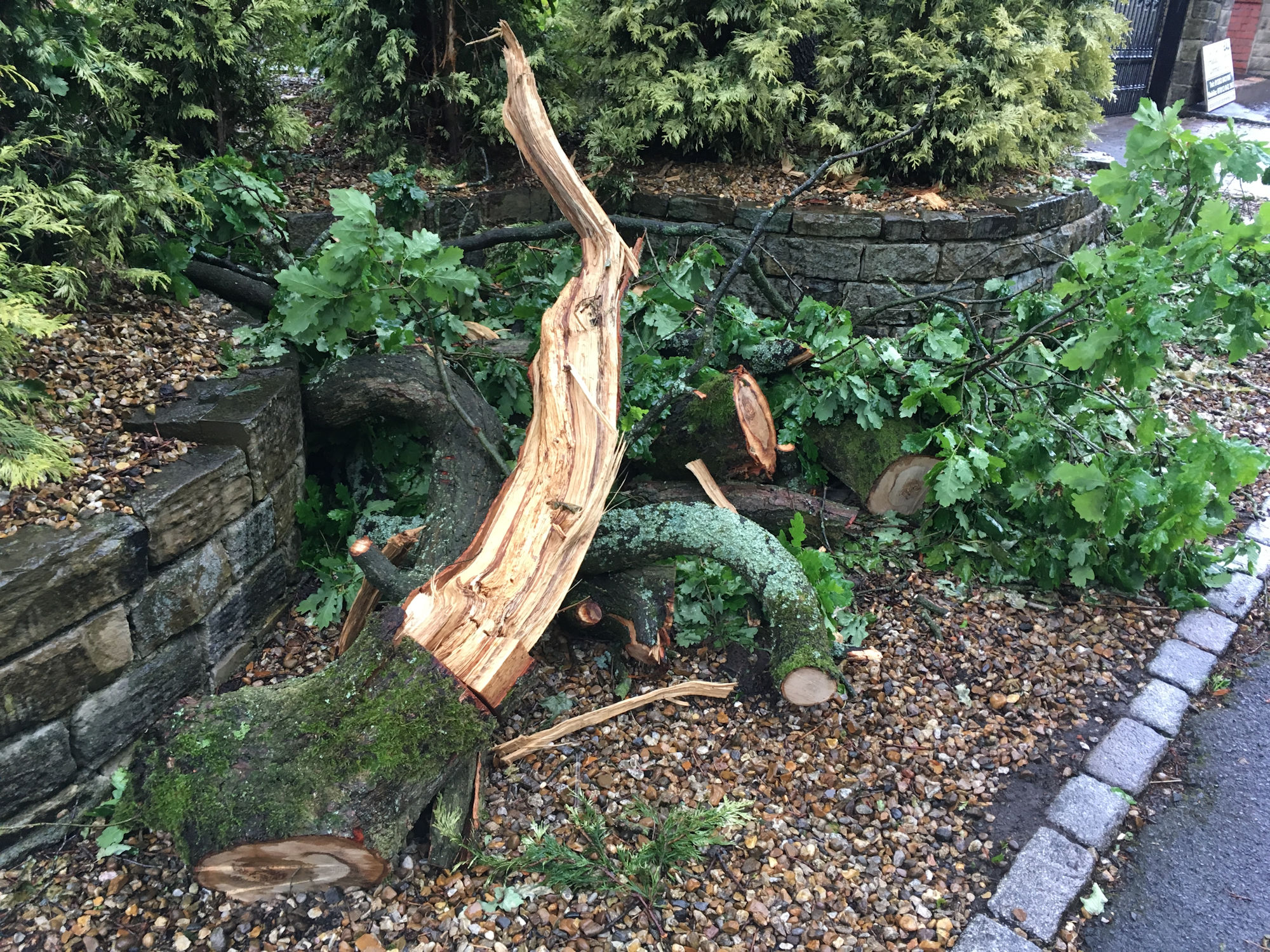 TPO Alder and Oak Removal in Barrowford • CMS Tree Services