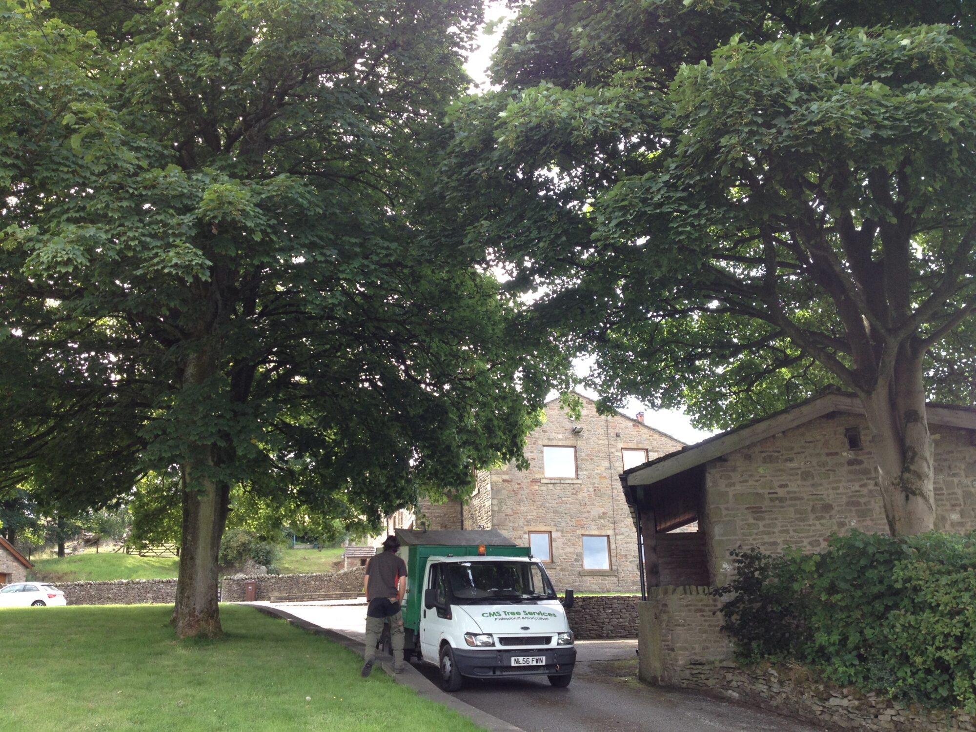 Crown Lift • CMS Tree Services