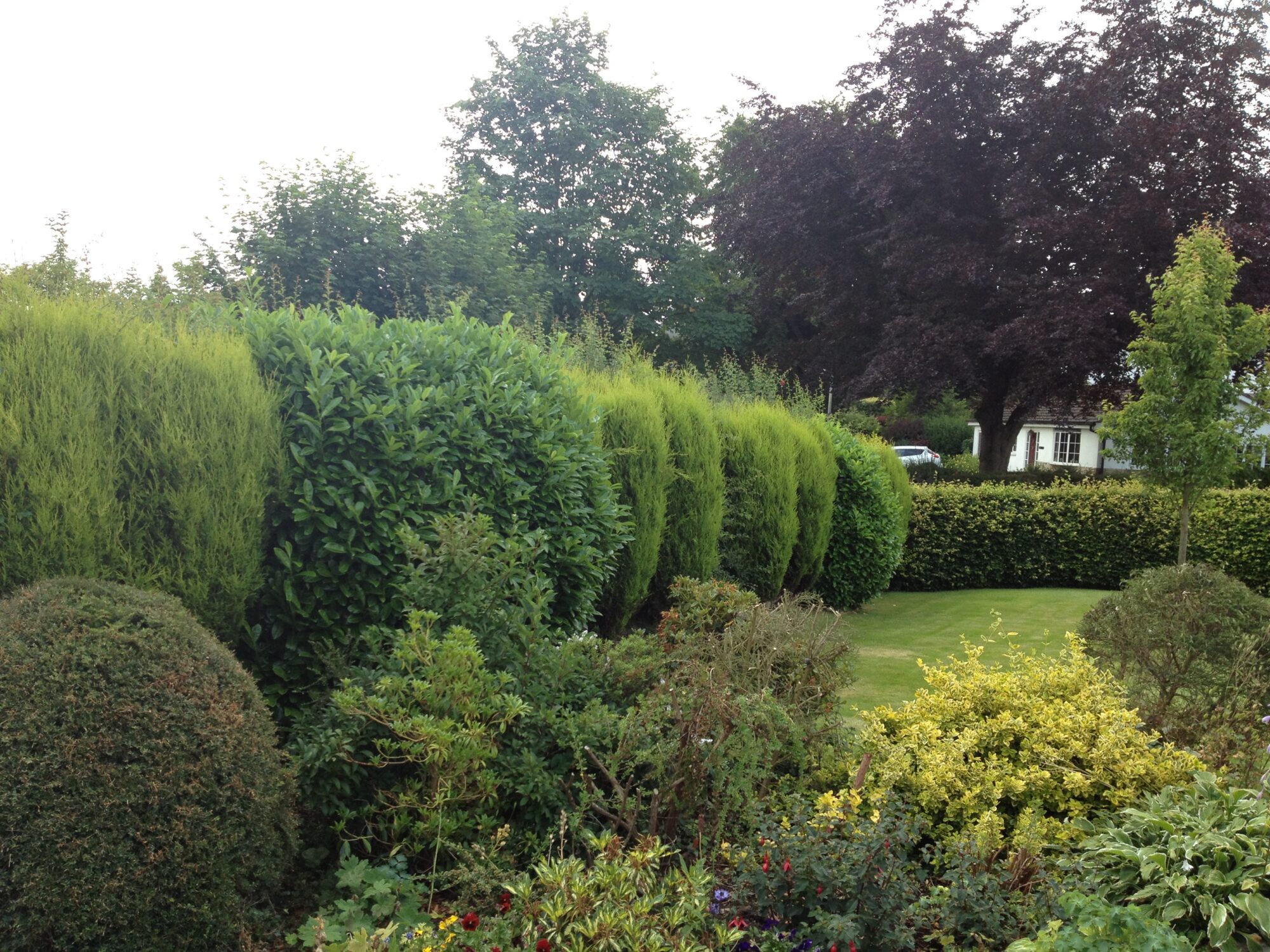 Hedge Trimming and Maintenance - CMS Tree Services Hedge Trimming and Maintenance - CMS Tree Services