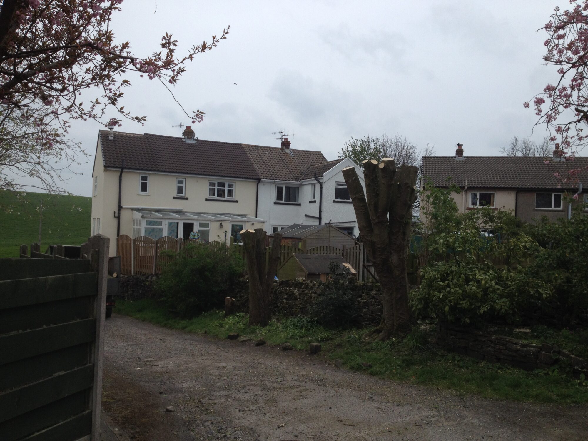 Pollarding • CMS Tree Services